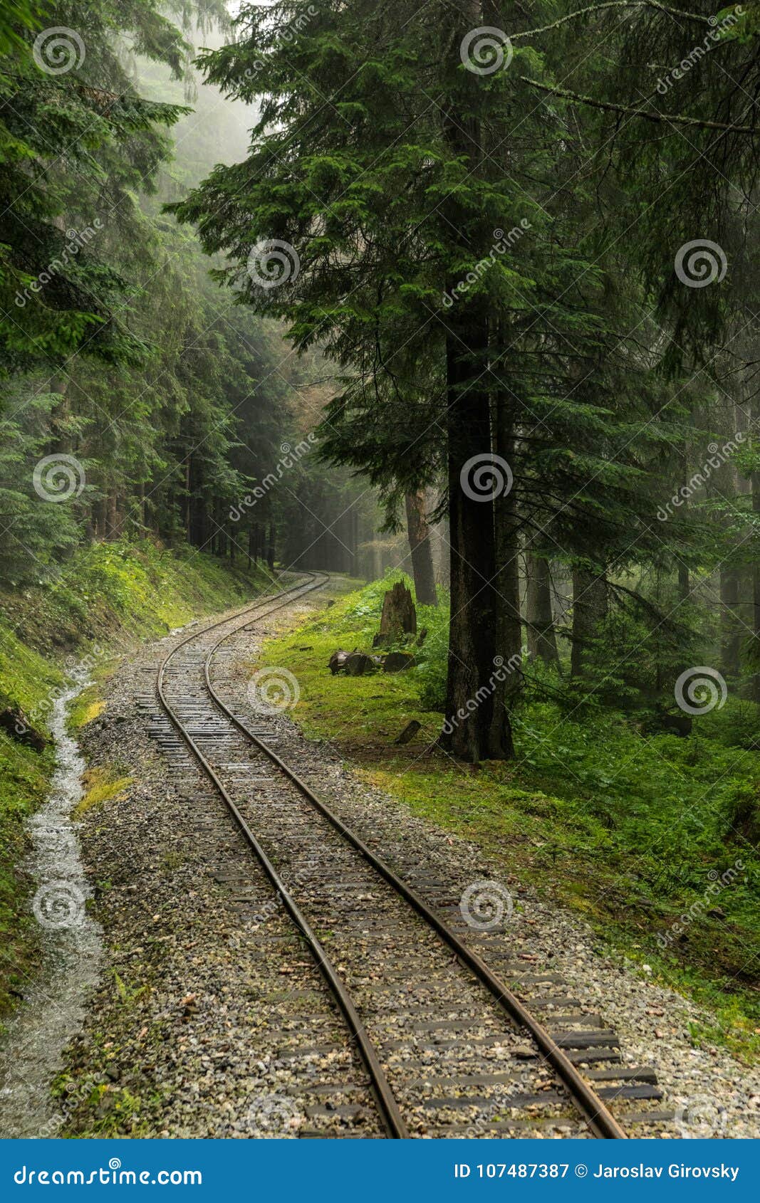 Railroad through forest stock image. Image of natural - 107487387