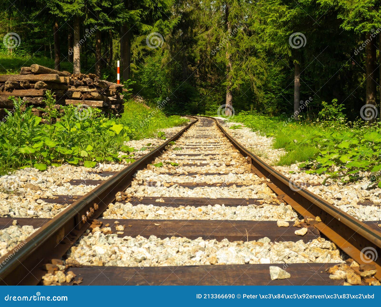 Old Rails are Lost in Forest. Stock Photo - Image of life, railway ...