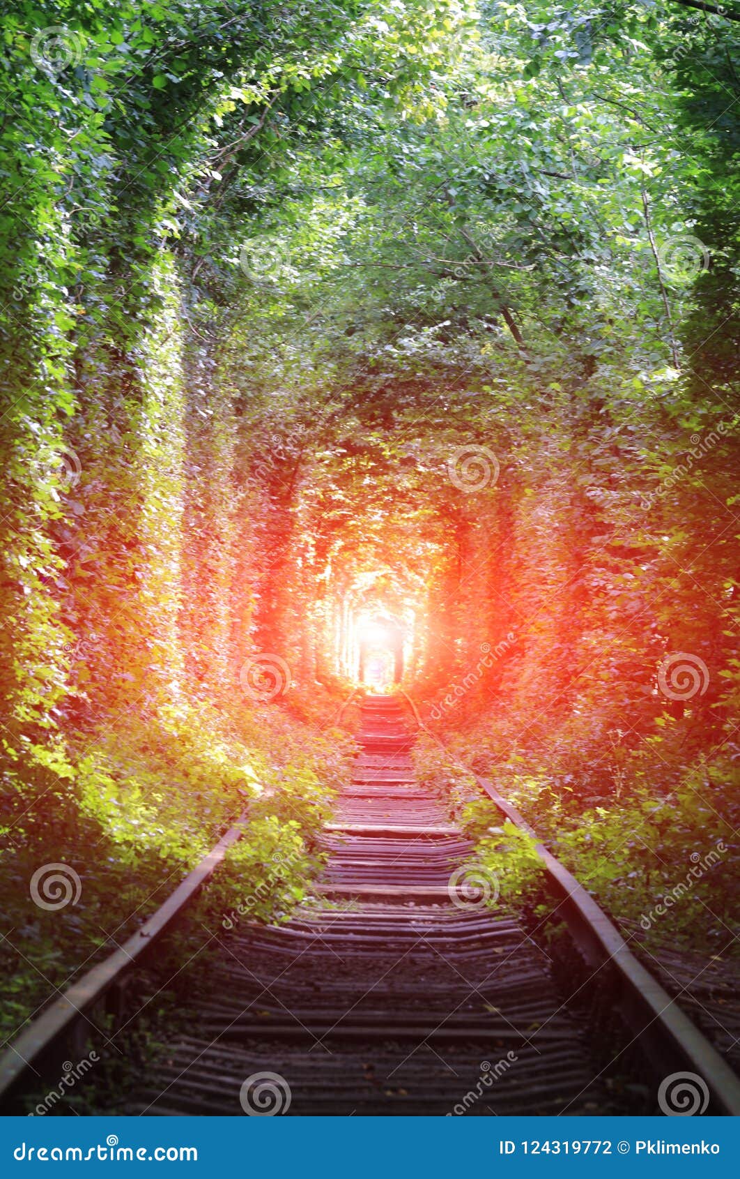 Railway in forest stock photo. Image of tracks, iron - 124319772