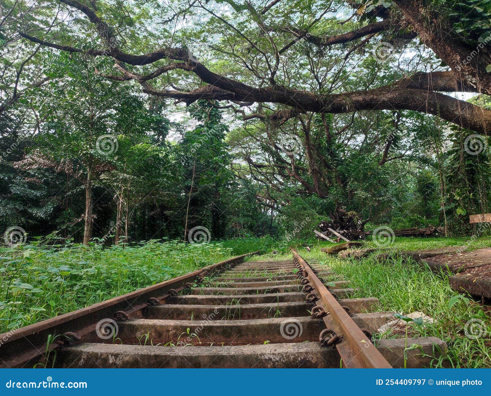 Old Railway Track in Kerala Stock Image - Image of garden, track: 254409797