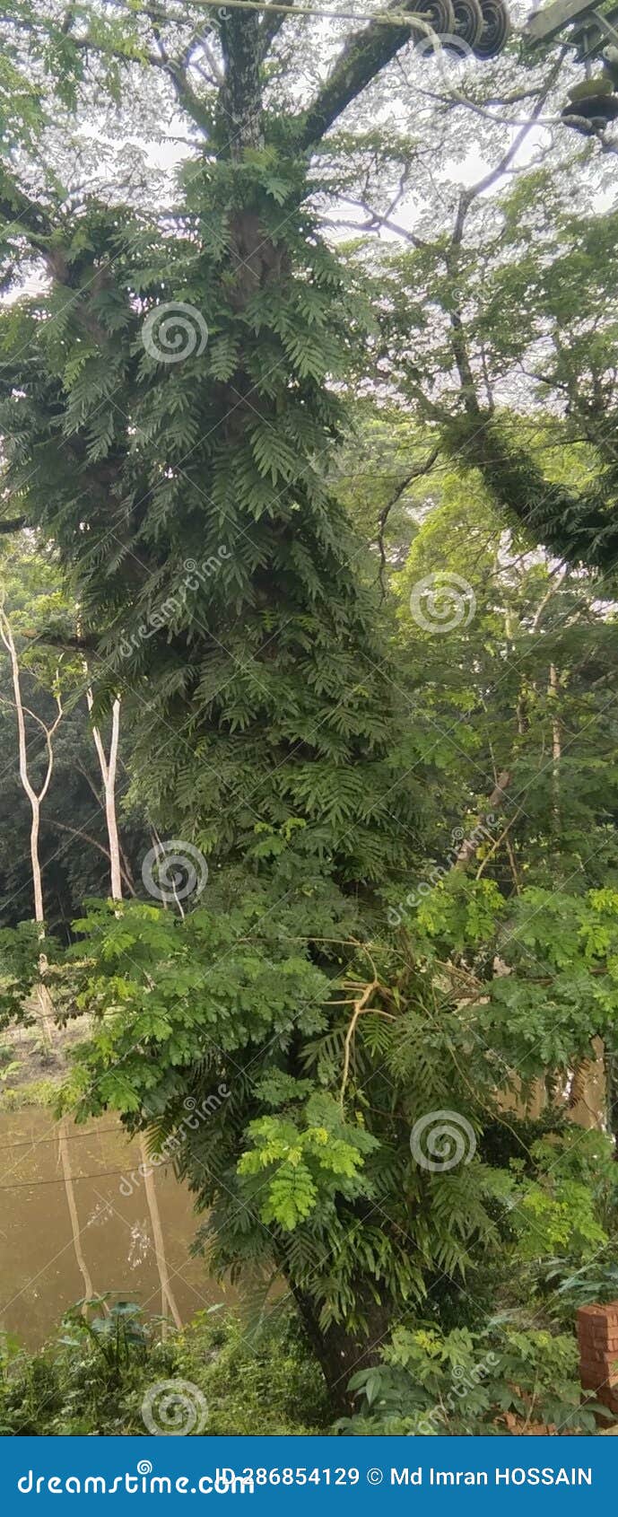 Old rain tree of aged stock image. Image of aged, tree - 286854129