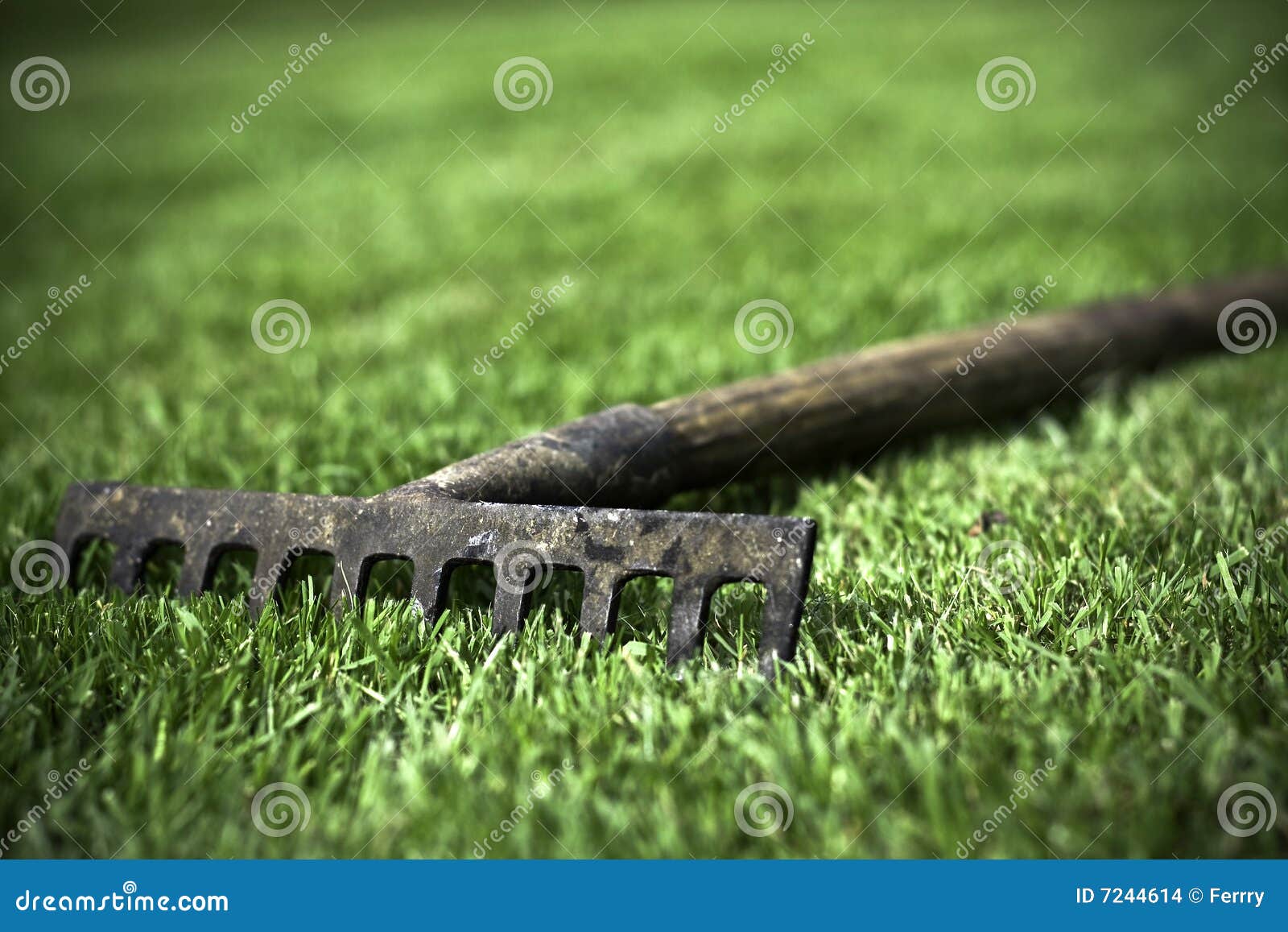 Old rake on the garden stock photo. Image of garden, outdoor - 7244614