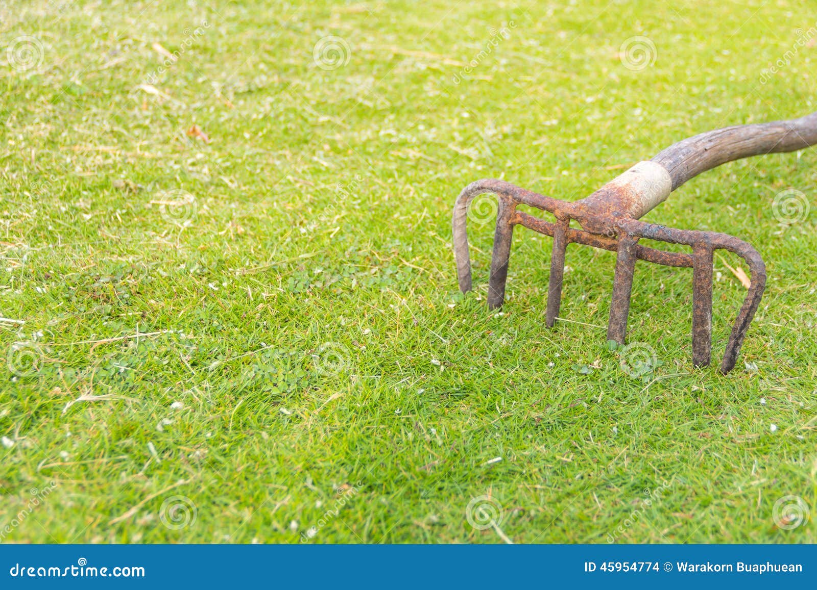 Old rake on the grass stock photo. Image of white, farming - 45954774