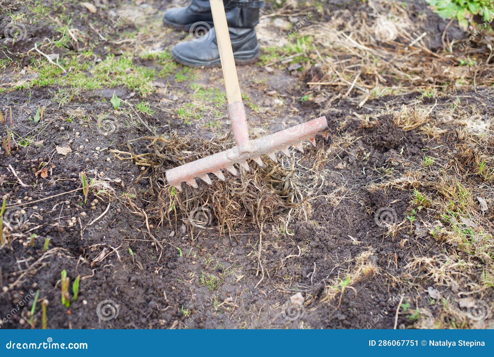 Old Rakes Scrape the Grass from the Ground in the Spring Stock Image ...