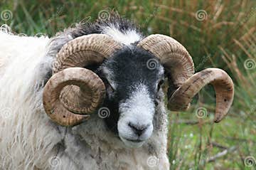 Old Ram stock photo. Image of head, snout, curly, cute - 2733354