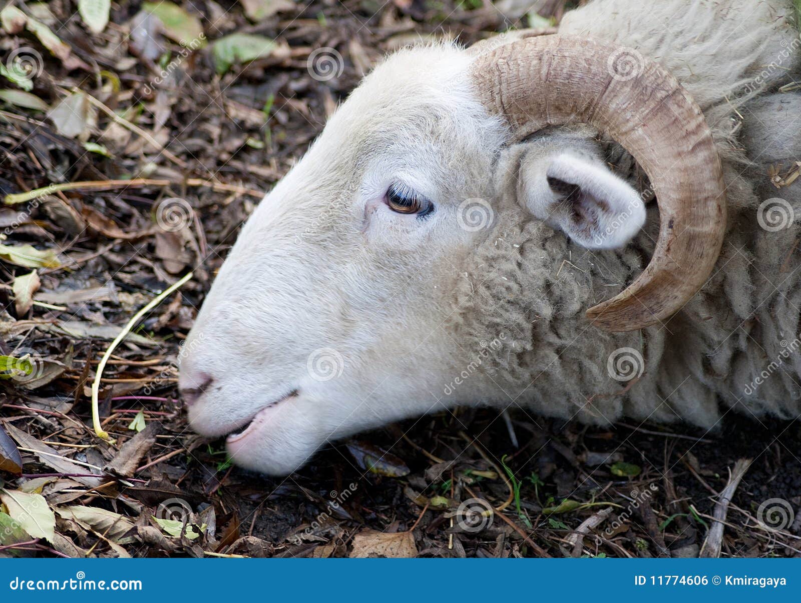 Old ram grazing stock photo. Image of lamb, eating, hairy - 11774606