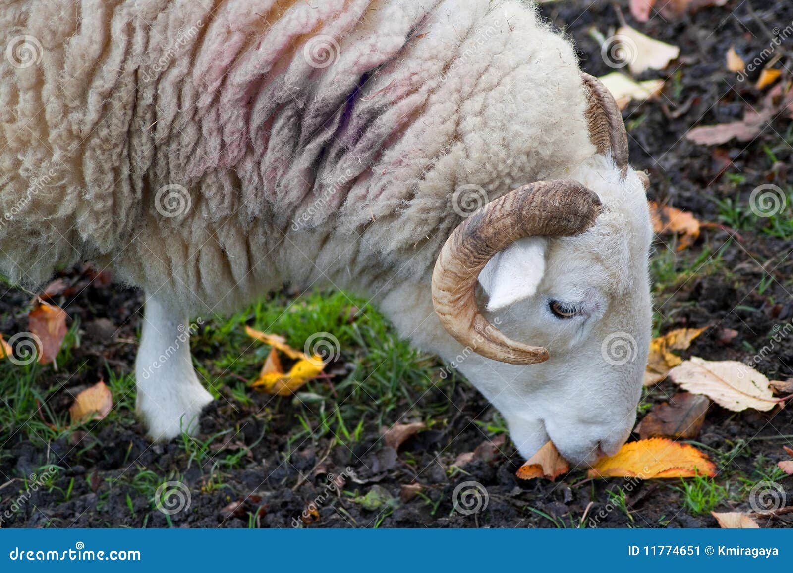 Old ram grazing stock image. Image of country, black - 11774651