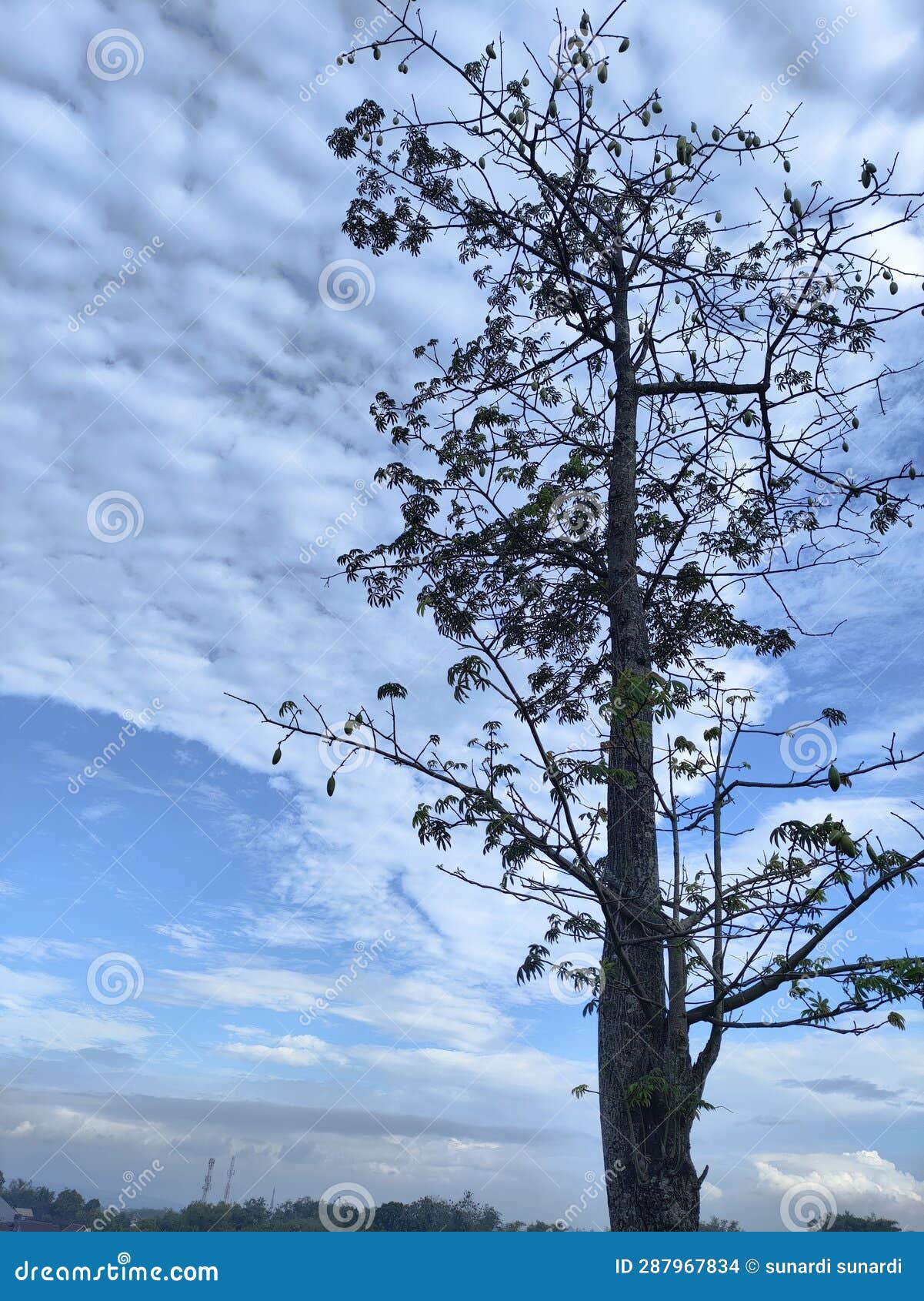 An Old Randu Tree that Grows on the Edge of a Rice Field with a Blue ...