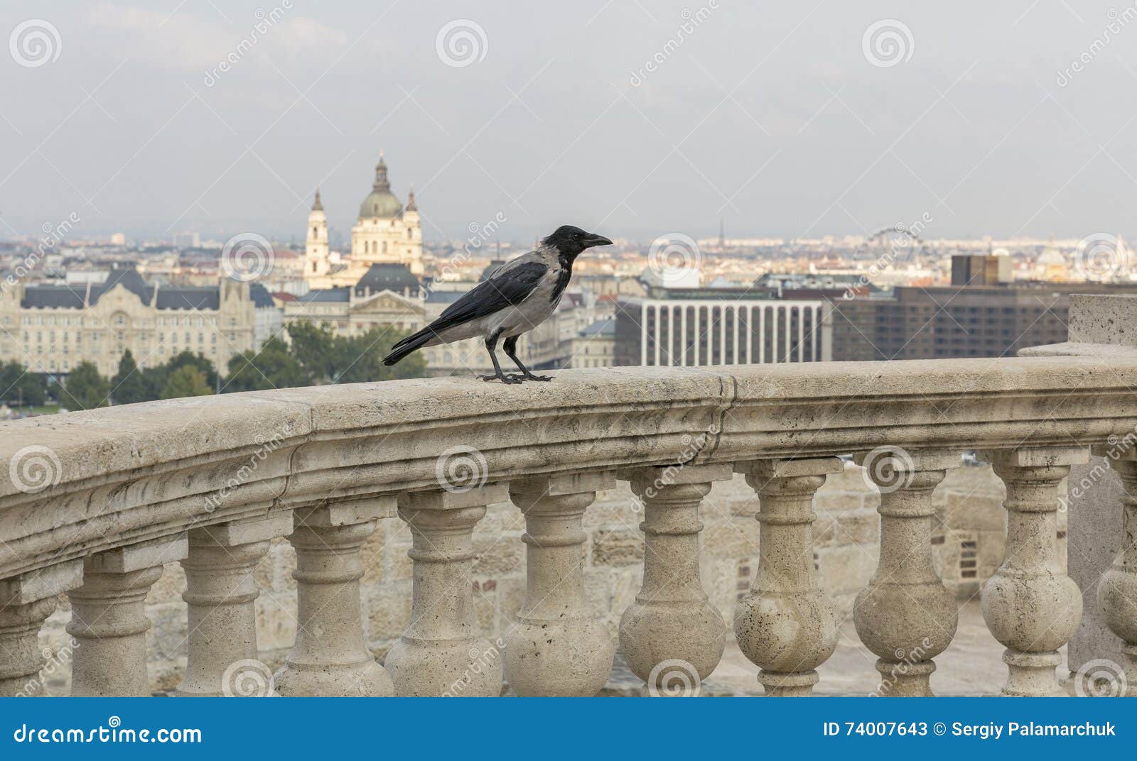 Old Raven with Budapest Cityscape in Background Stock Image - Image of ...