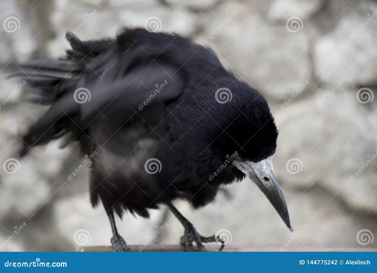 Old Raven or Crow, Common City Black Bird Stock Photo - Image of ...