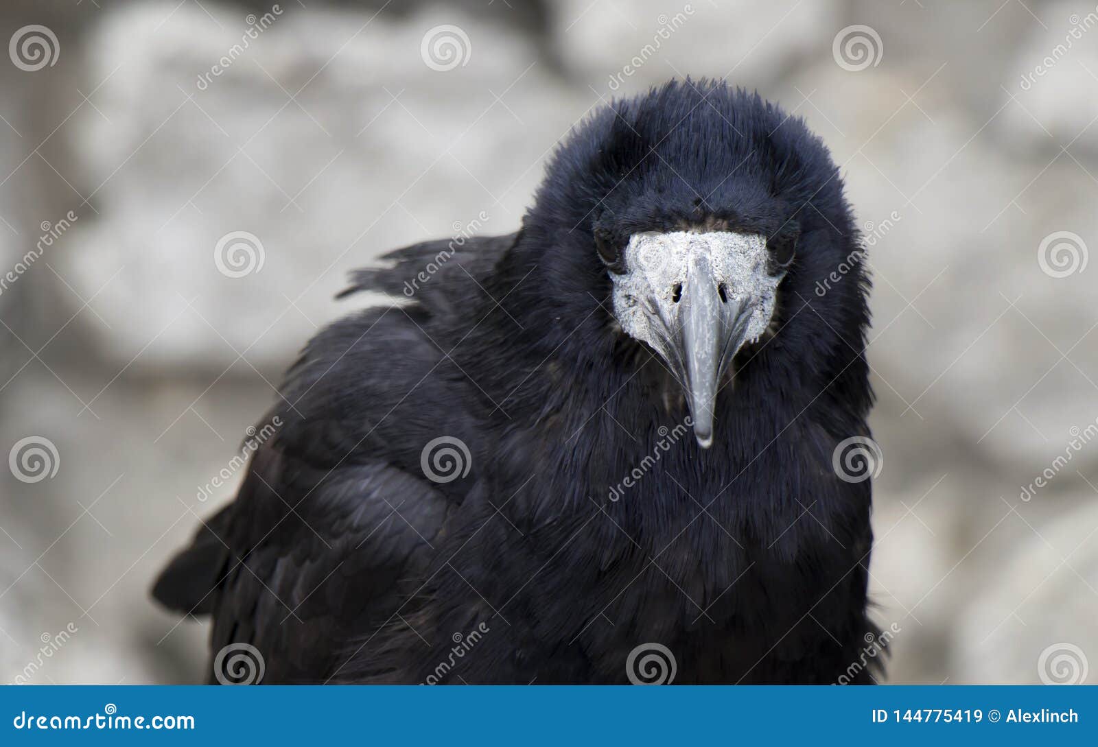 Old Raven or Crow, Common City Black Bird Stock Image - Image of ...