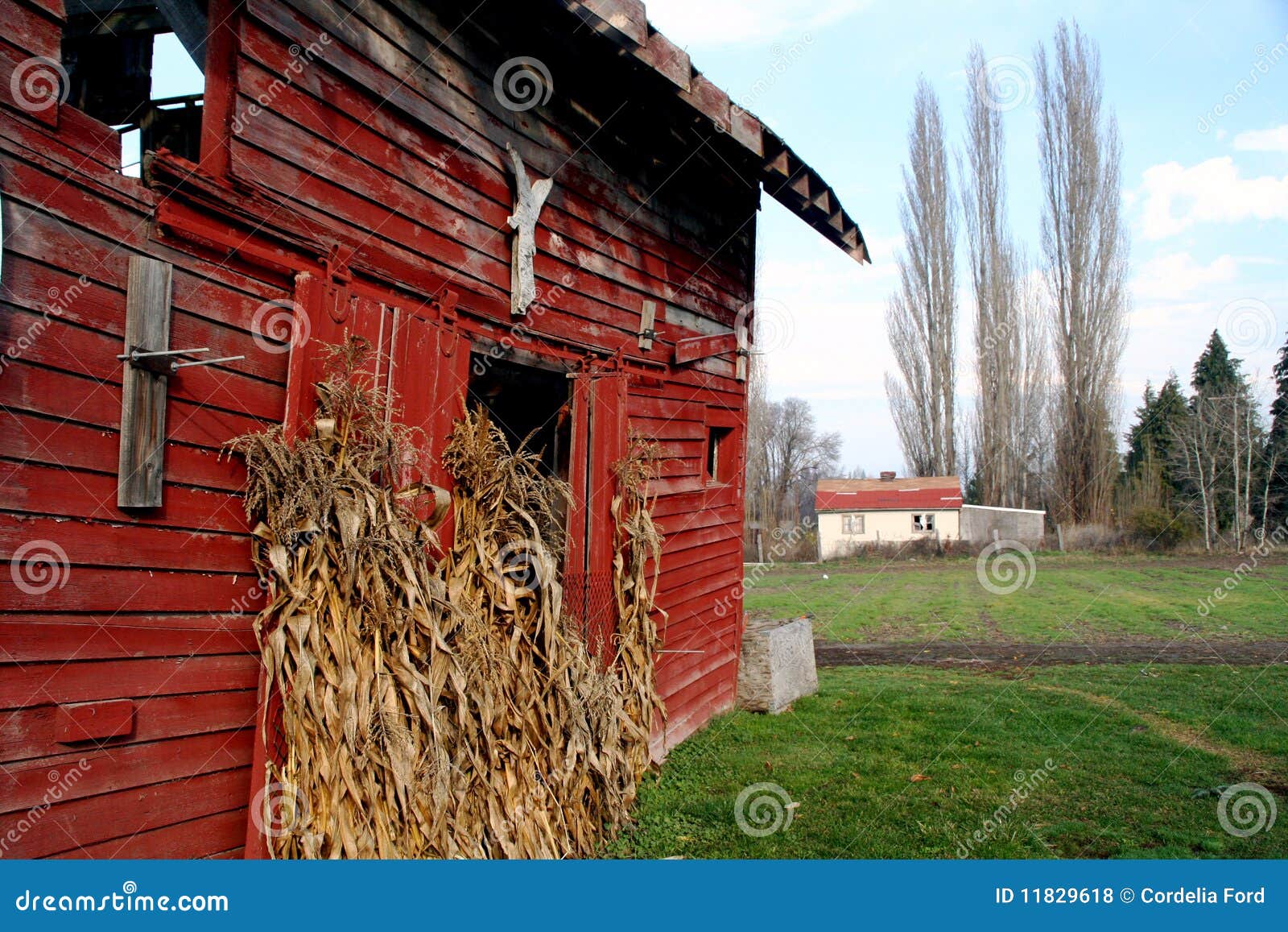 The Old Red Barn stock photo. Image of season, home, fruit - 11829618