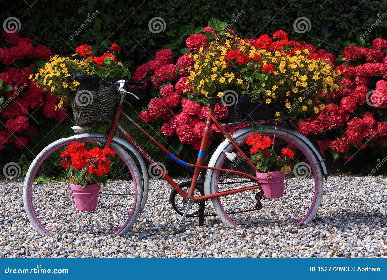 Bicycle of Flowers stock image. Image of tire, colorful - 152772693