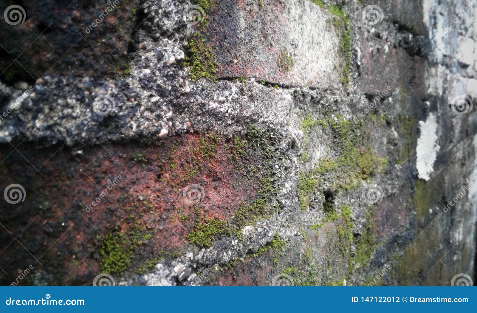 Old Red Brick Wall with Fungus on it Stock Photo - Image of tree, trees ...