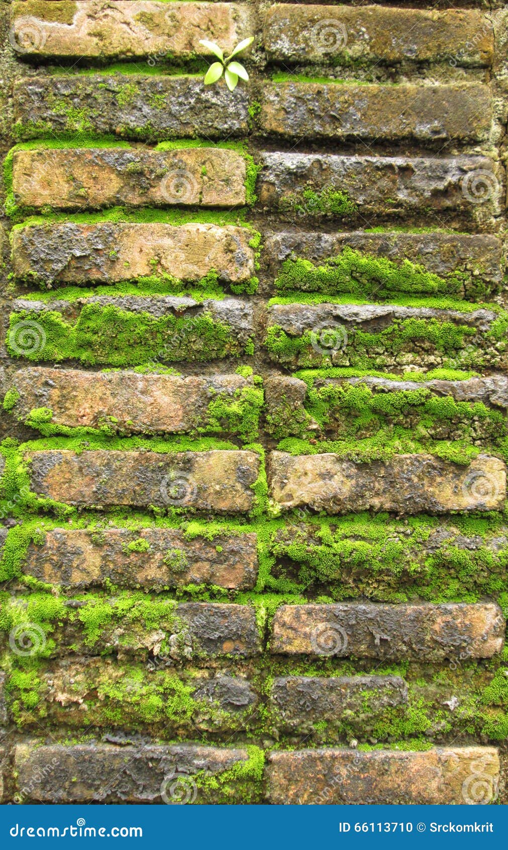 Old Red Brick Wall Grown with Grass and Moss Stock Photo - Image of ...