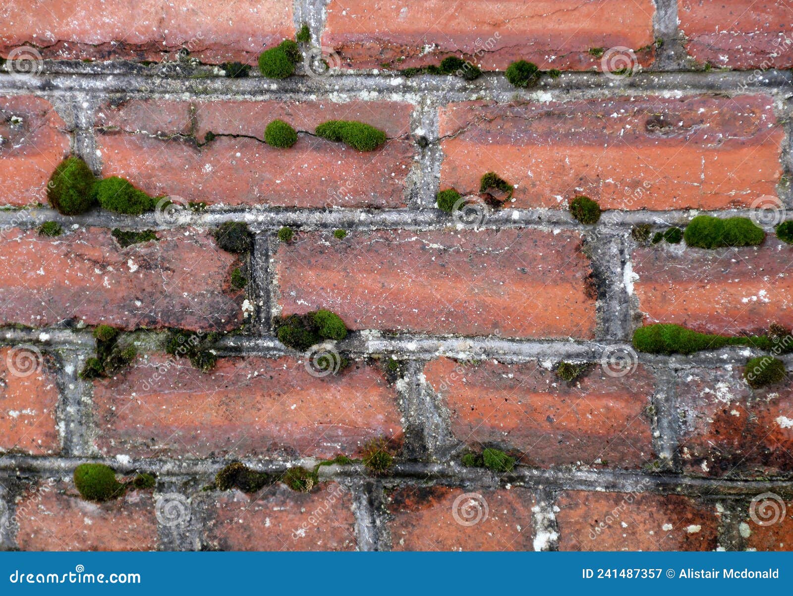Old Red Brick Wall with Lichen Moss and Algae Stock Image - Image of ...
