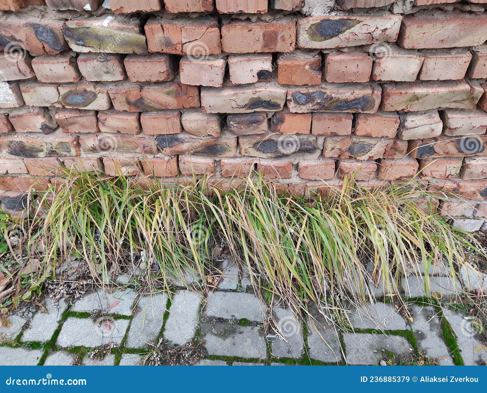 An Old Red Brick Wall with Withered Grass on the Ground Stock Image ...