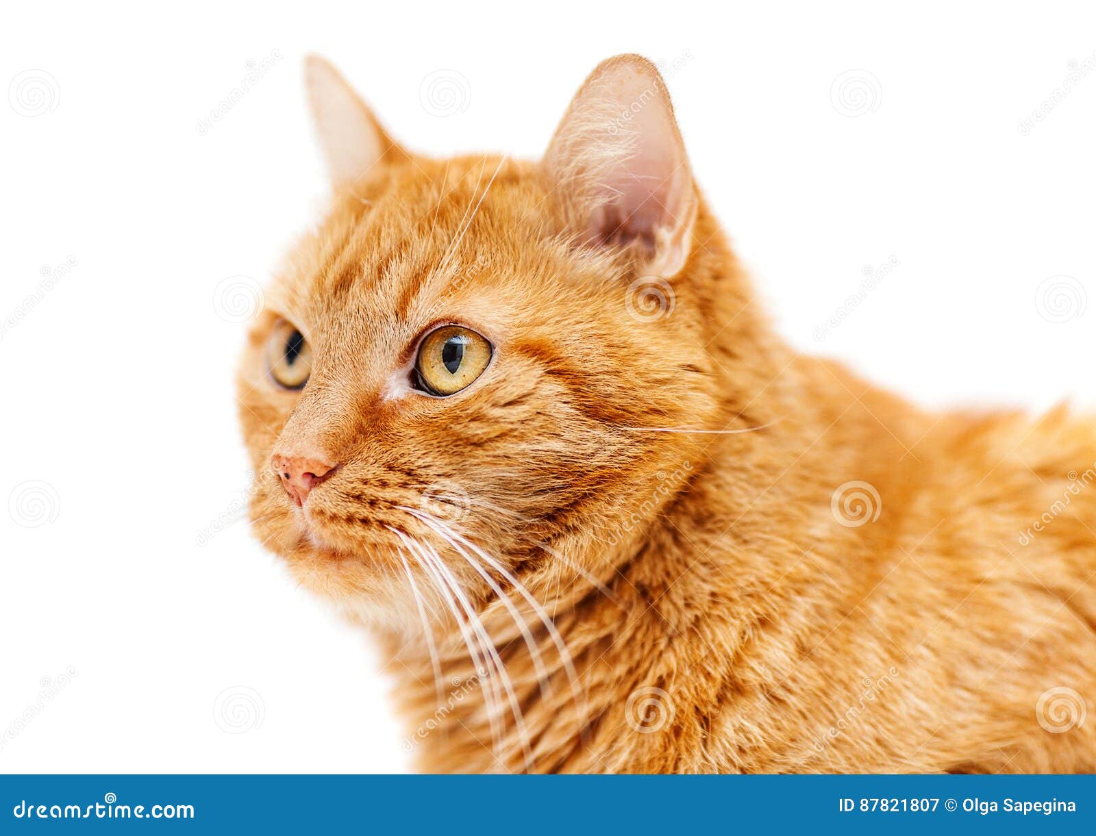Old red cat stock image. Image of cute, years, watching - 87821807