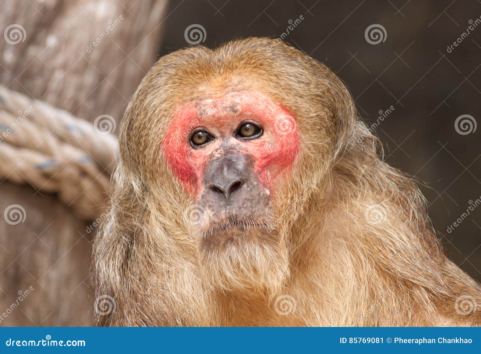 Old Red Face Monkey in the Zoo Stock Image - Image of liberty, cage ...