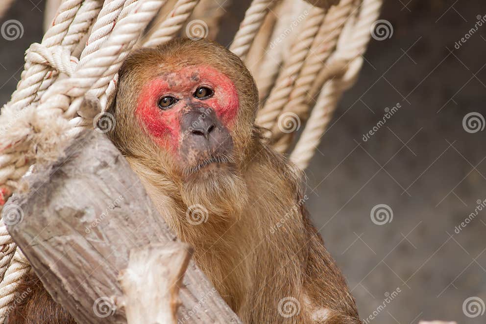 Old Red Face Monkey in the Zoo Stock Image - Image of face, jungle ...