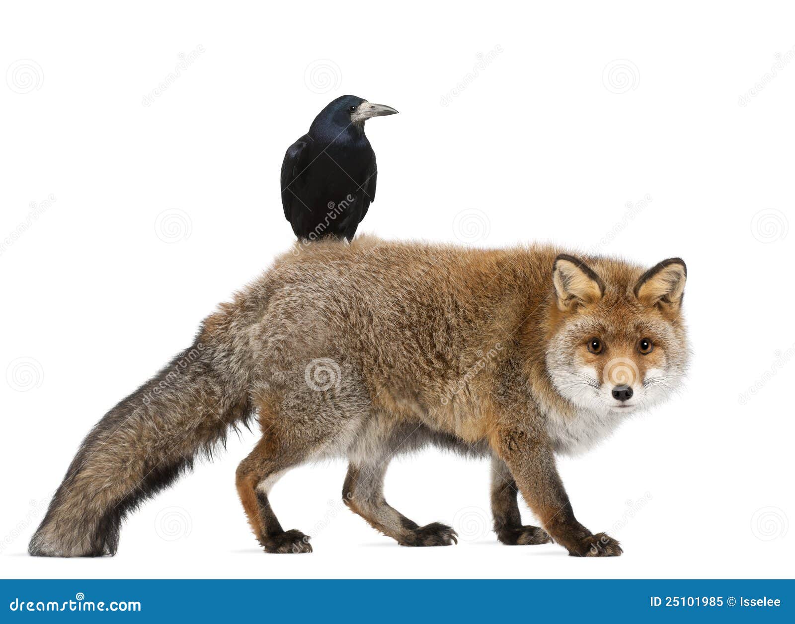 2,009 Old Rook Stock Photos - Free & Royalty-Free Stock Photos from ...