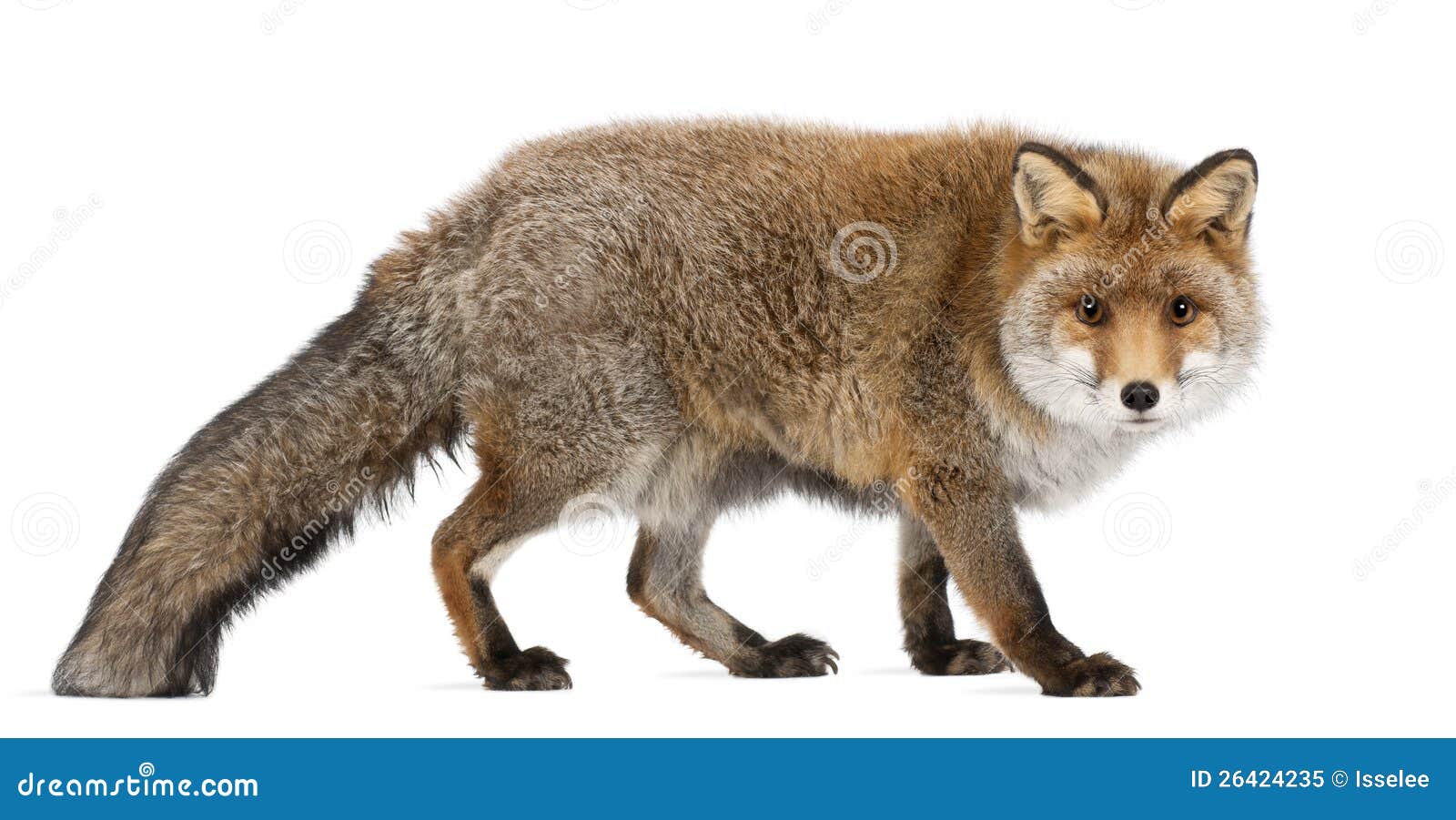 Old Red Fox, Vulpes Vulpes, 15 Years Old Stock Image - Image of camera ...