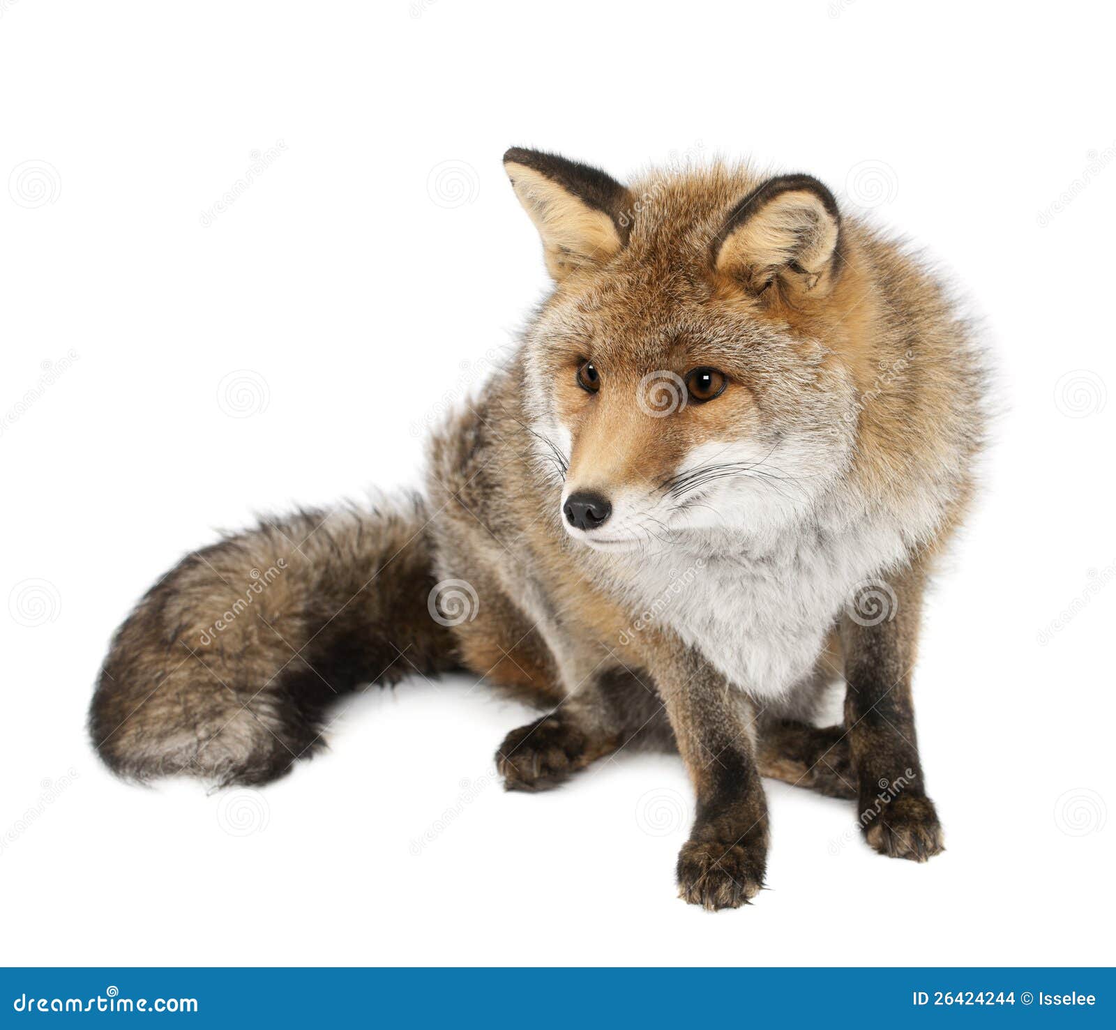 Old Red Fox, Vulpes Vulpes, 15 Years Old Stock Photo - Image of front ...