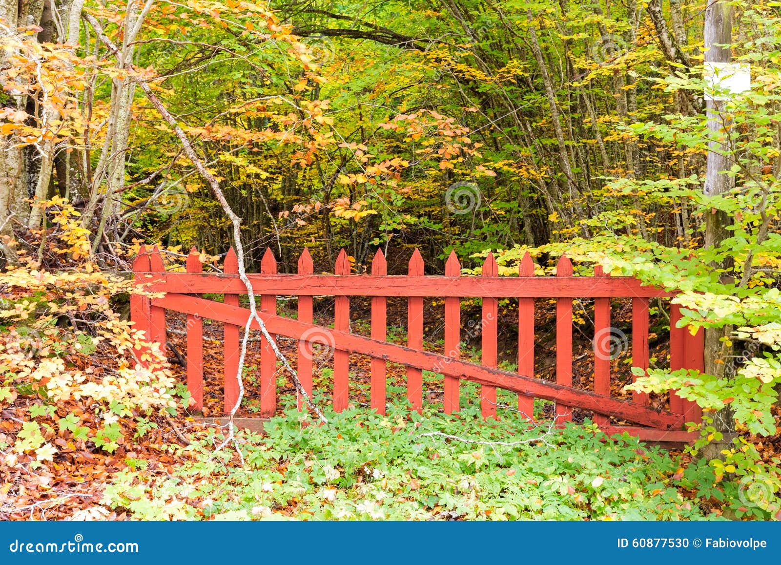Old red gate in the woods stock photo. Image of scene - 60877530