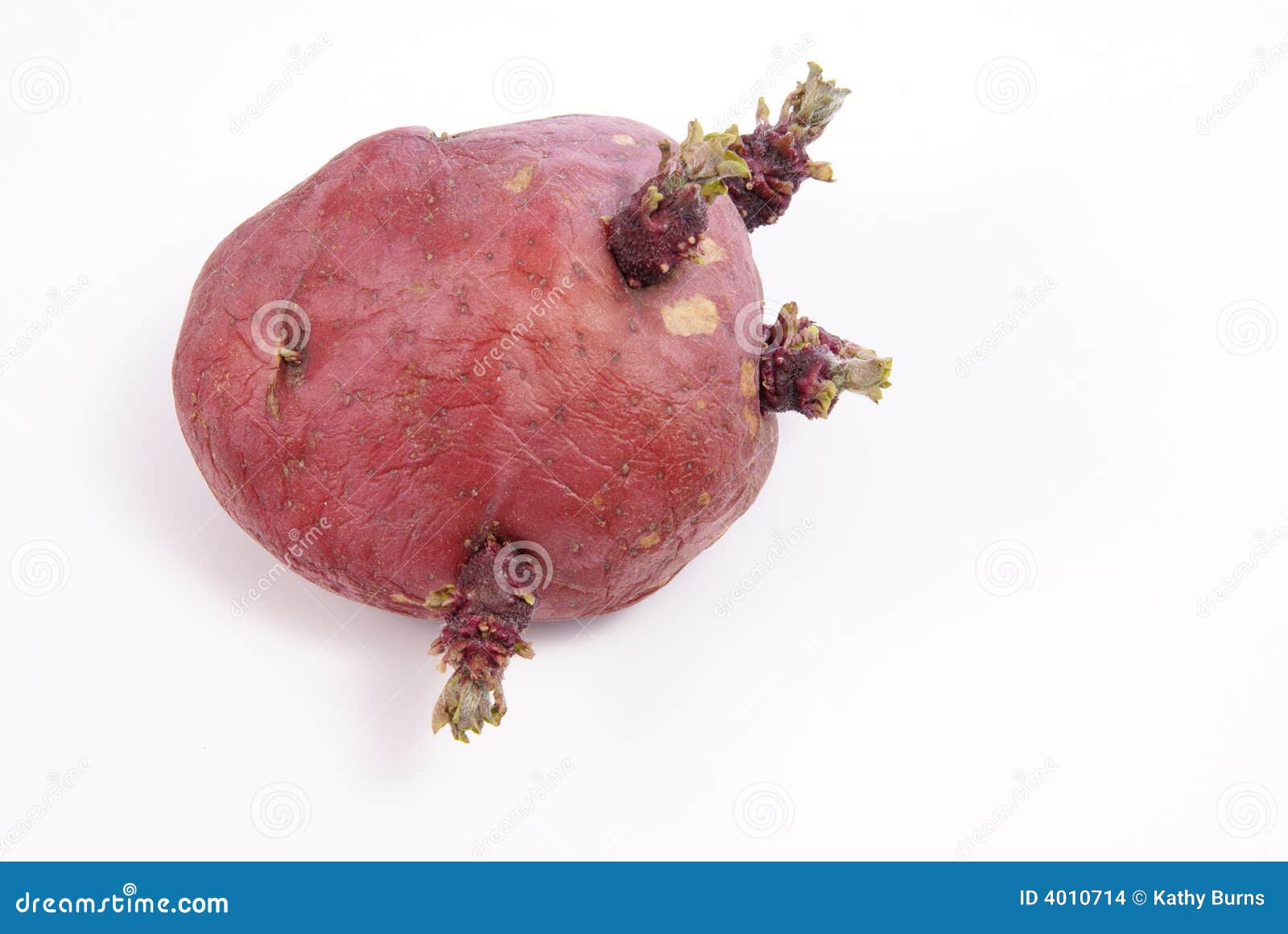 Old Red Potato stock photo. Image of growth, potato, white - 4010714