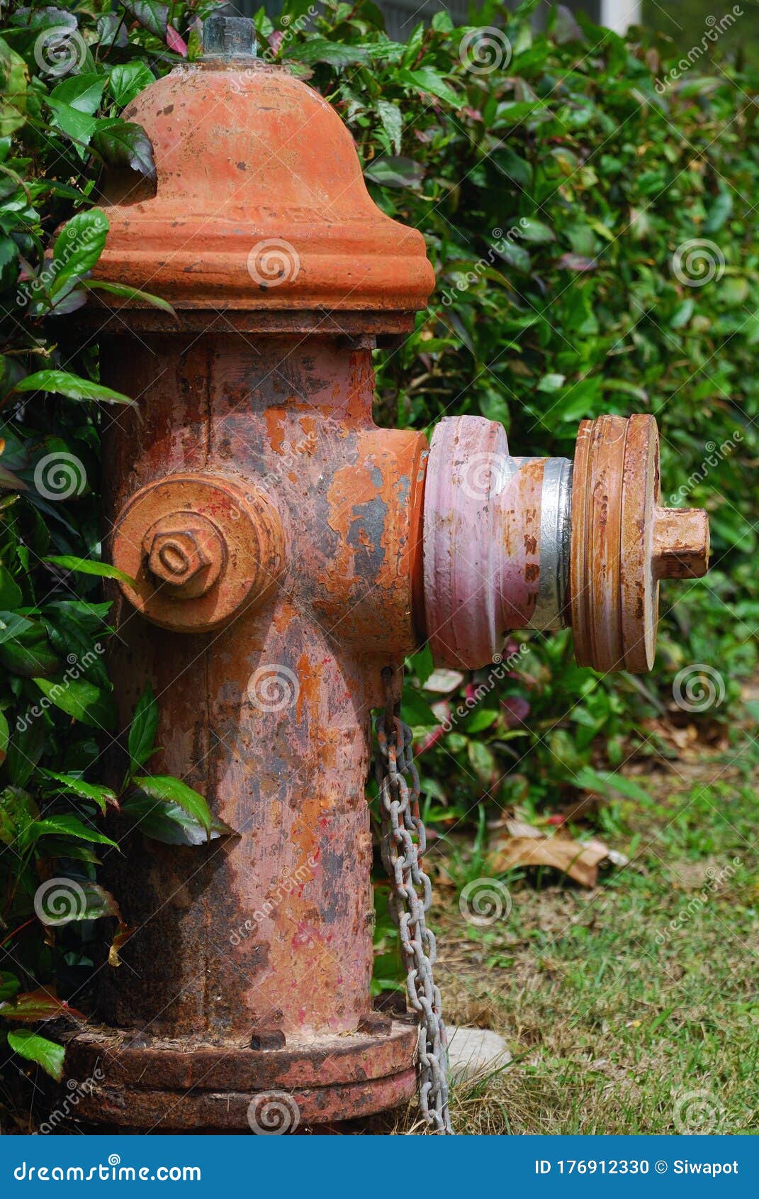 Old Red Rusty Fire Hydrant Next To the Green Tree Fence Stock Photo ...