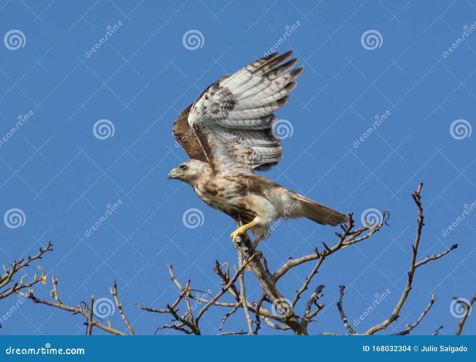 Old Red-tailed Hawk stock photo. Image of ornithology - 168032304