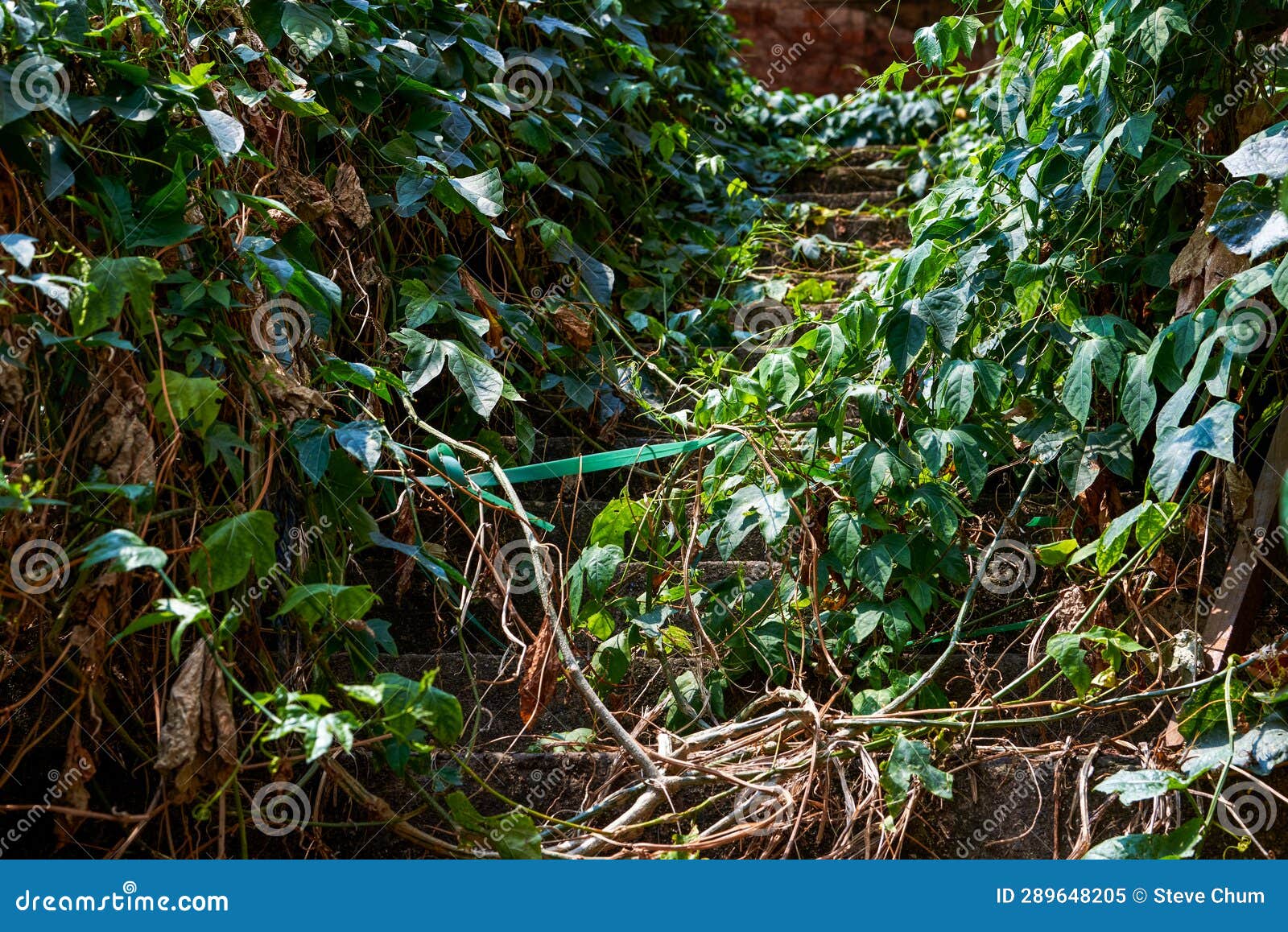 The Old Red Turn Stairs are Overgrown with Creeper Plants Stock Image ...
