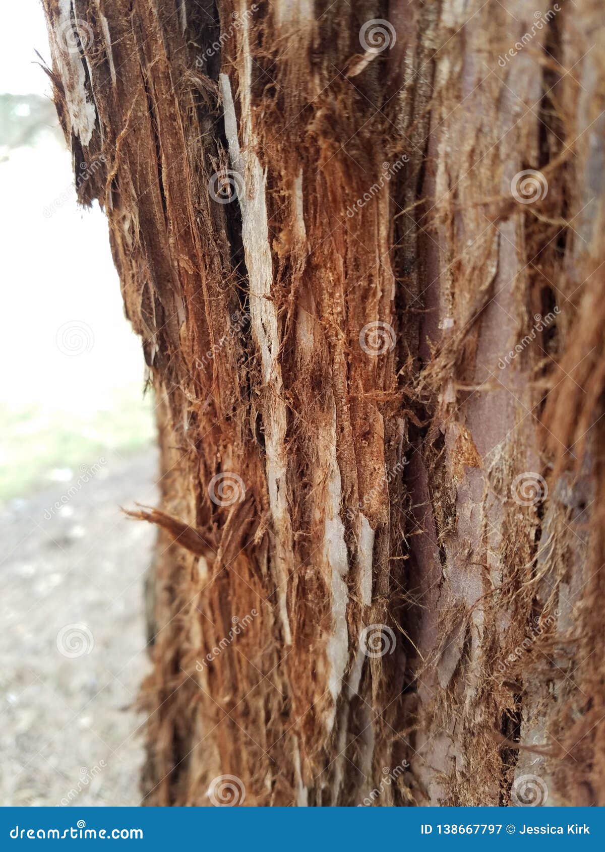 Old redwood tree trunk stock image. Image of splinters - 138667797