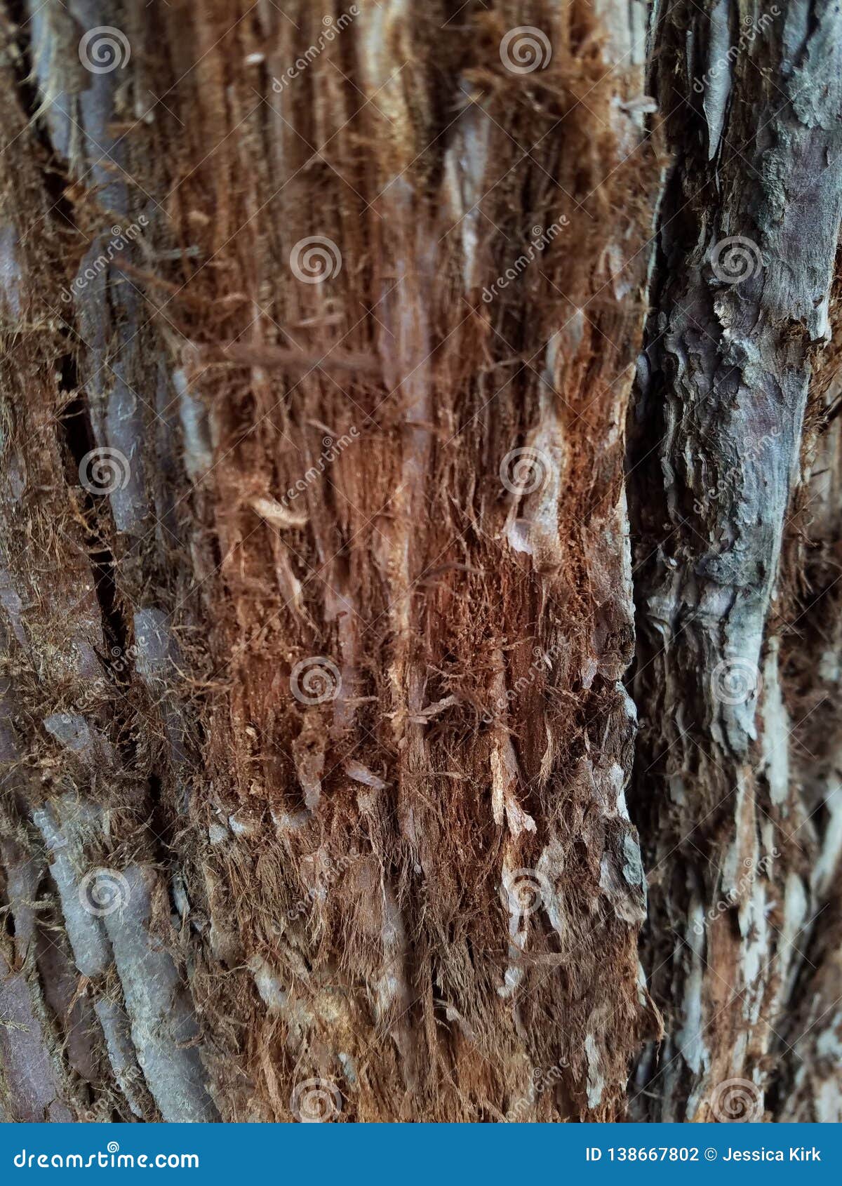 Old redwood tree trunk stock photo. Image of surface - 138667802