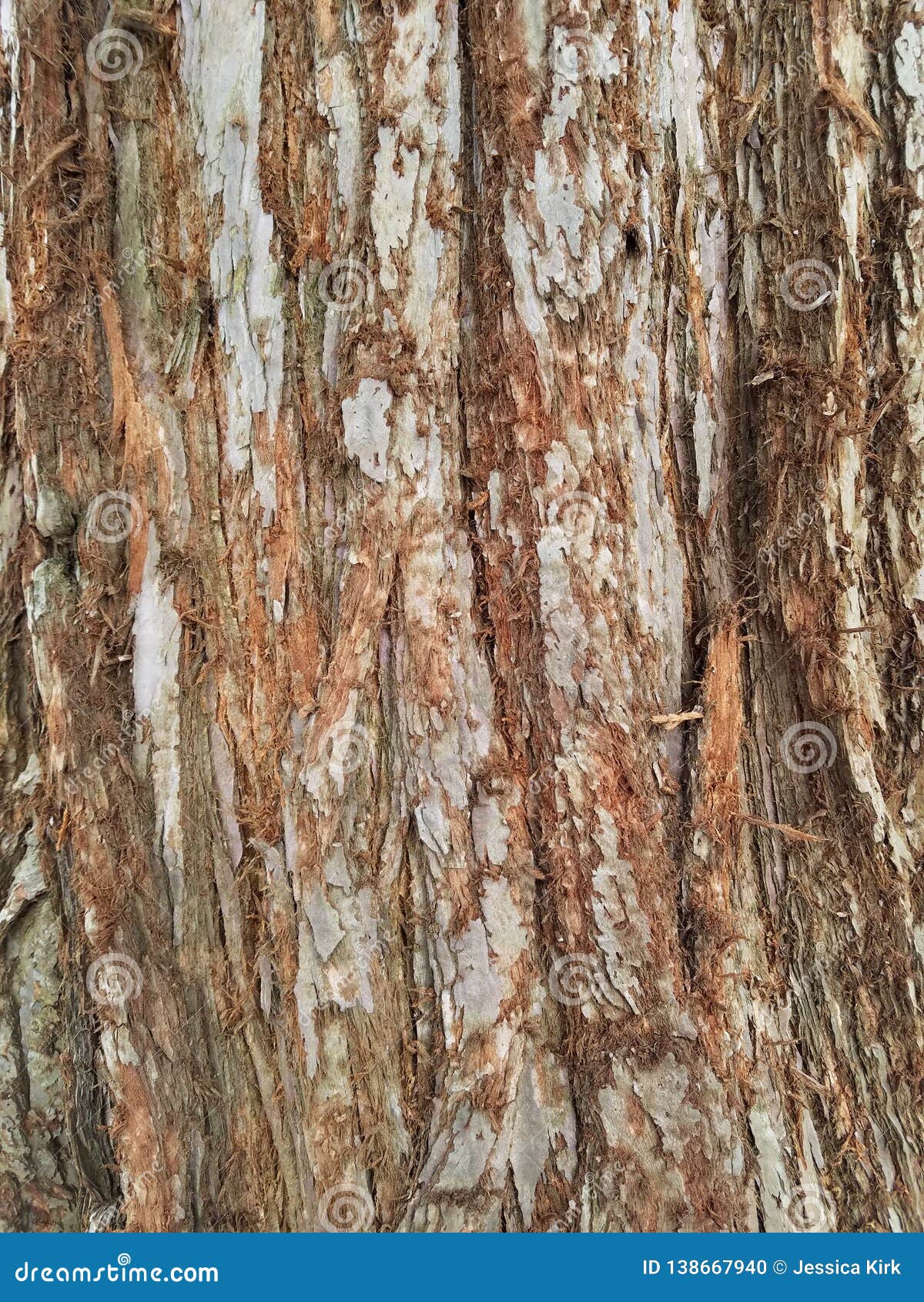 Old redwood tree trunk stock photo. Image of outdoors - 138667940