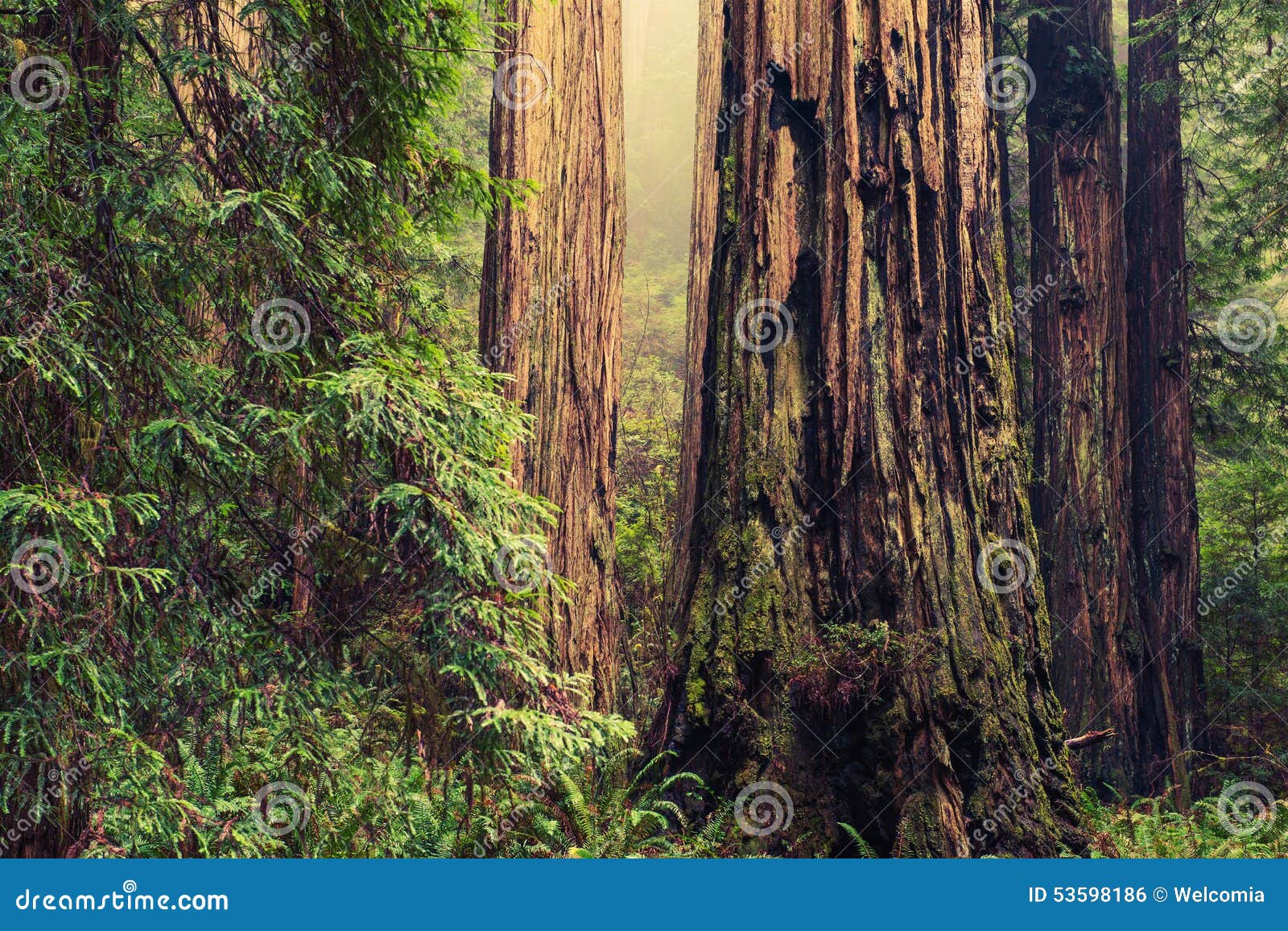 Old Redwood Trees stock photo. Image of sequoia, trail - 53598186