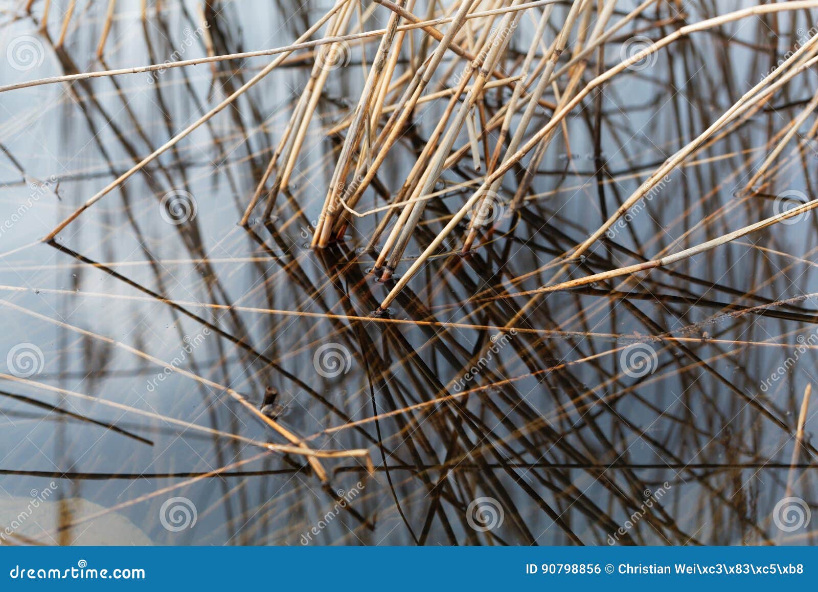 Old reed grass in water. stock photo. Image of natural - 90798856