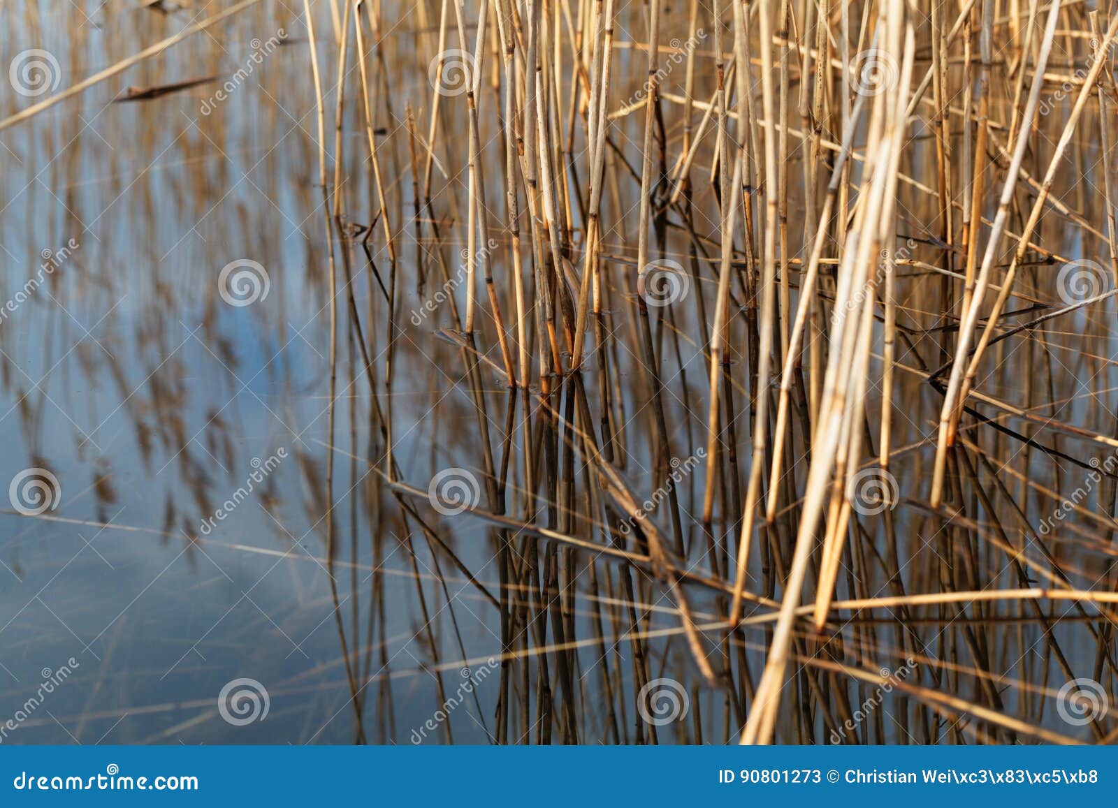 Old reed grass in water. stock image. Image of cane, river - 90801273