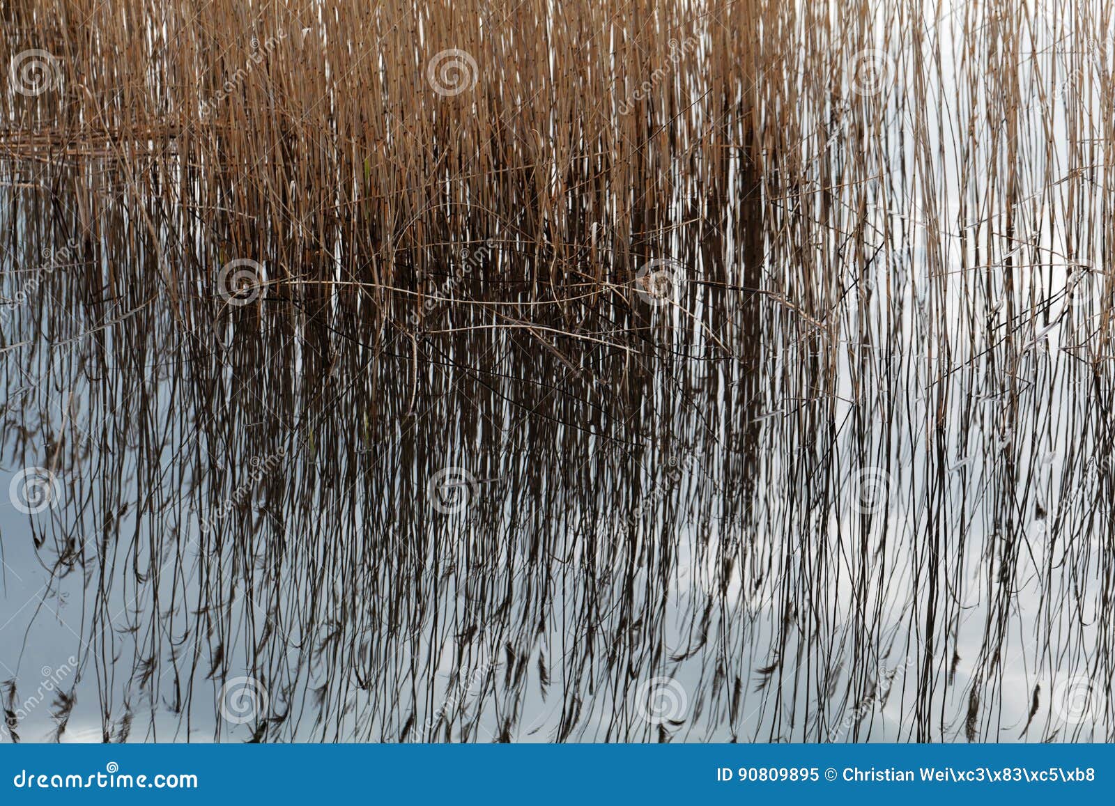 Old reed grass in water. stock image. Image of grow, reeds - 90809895