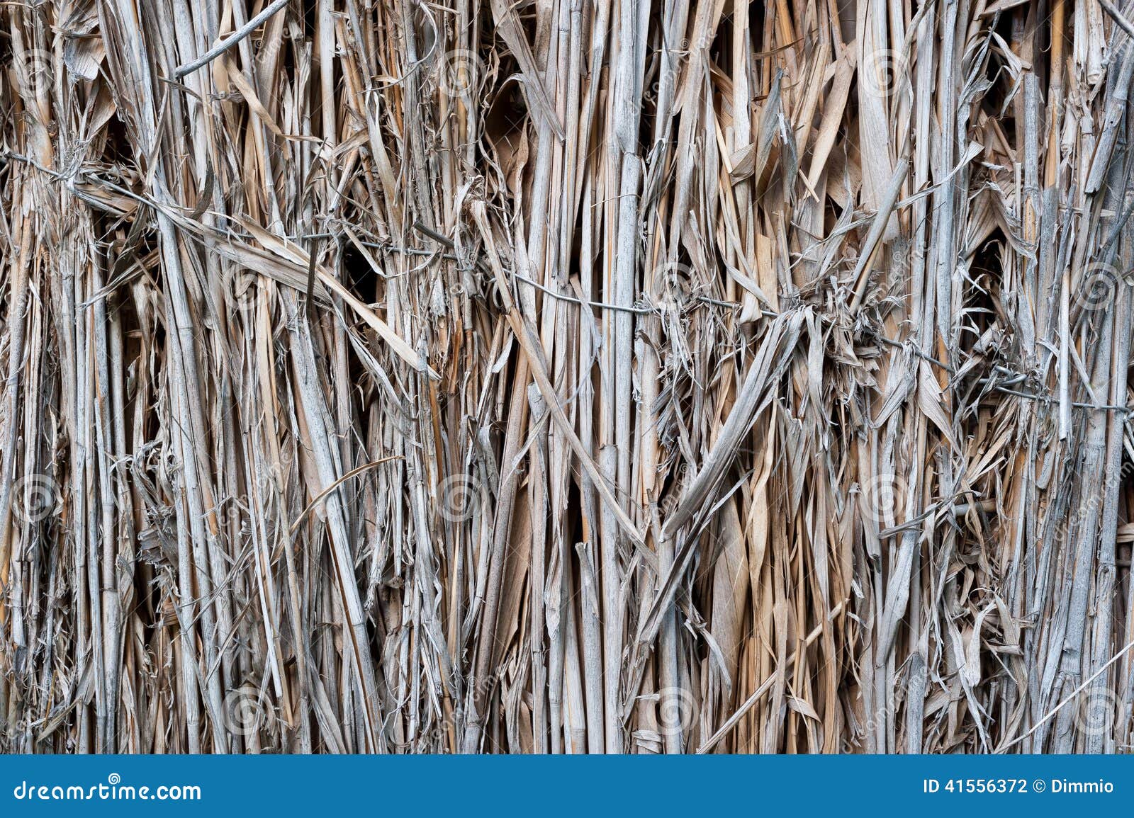 Old reed texture stock photo. Image of cold, reed, close - 41556372