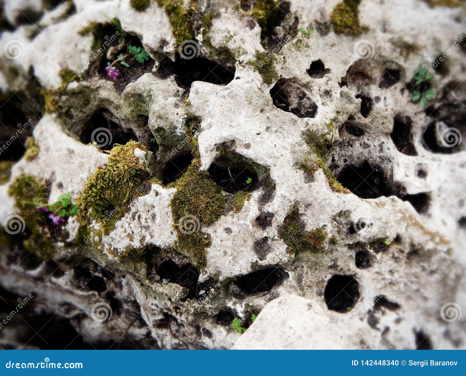 Old Reef Stone with Moss Texture Background Stock Photo - Image of ...