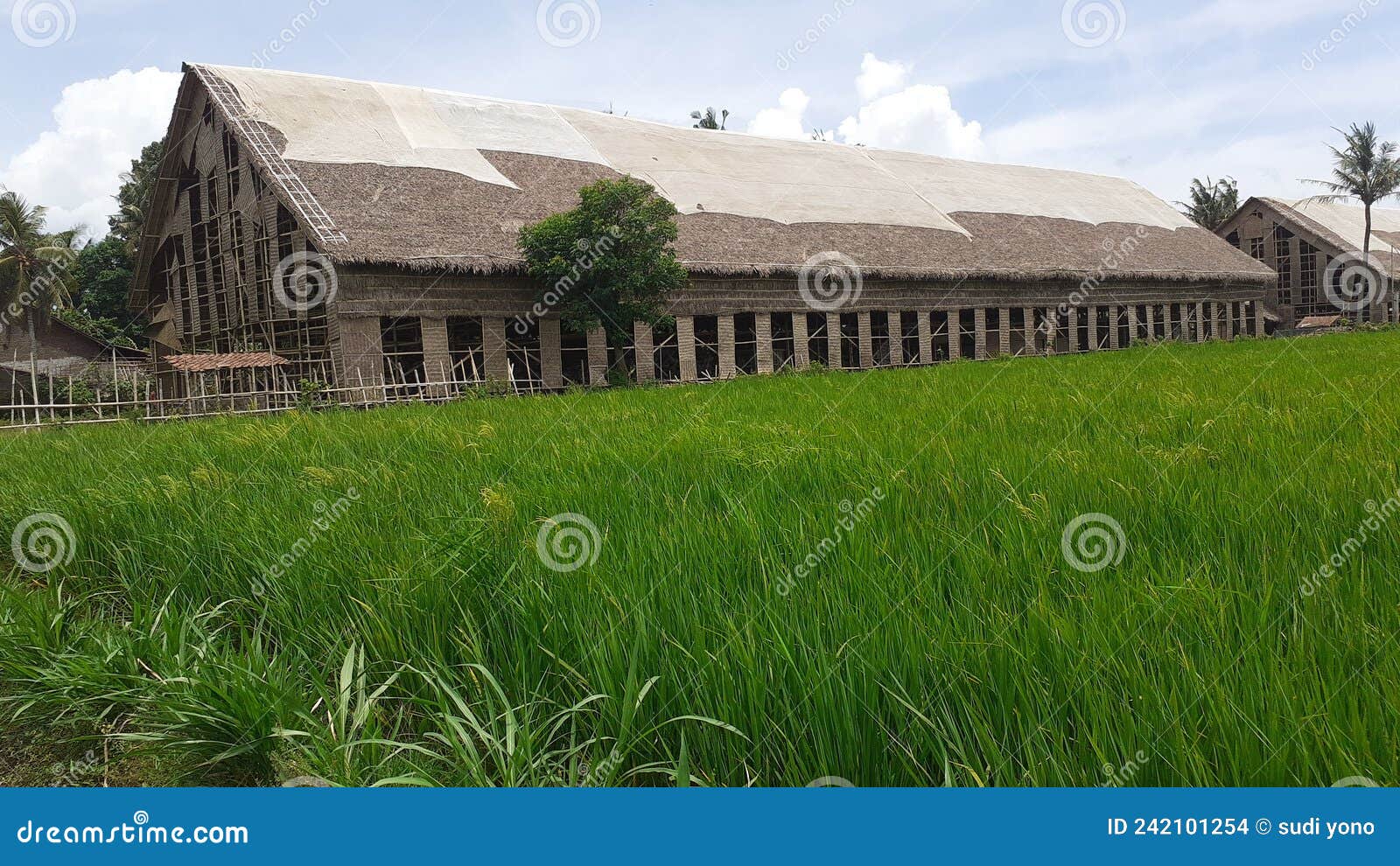 The Old Rice Barn in the Middle of the Rice Fields is Still Standing ...