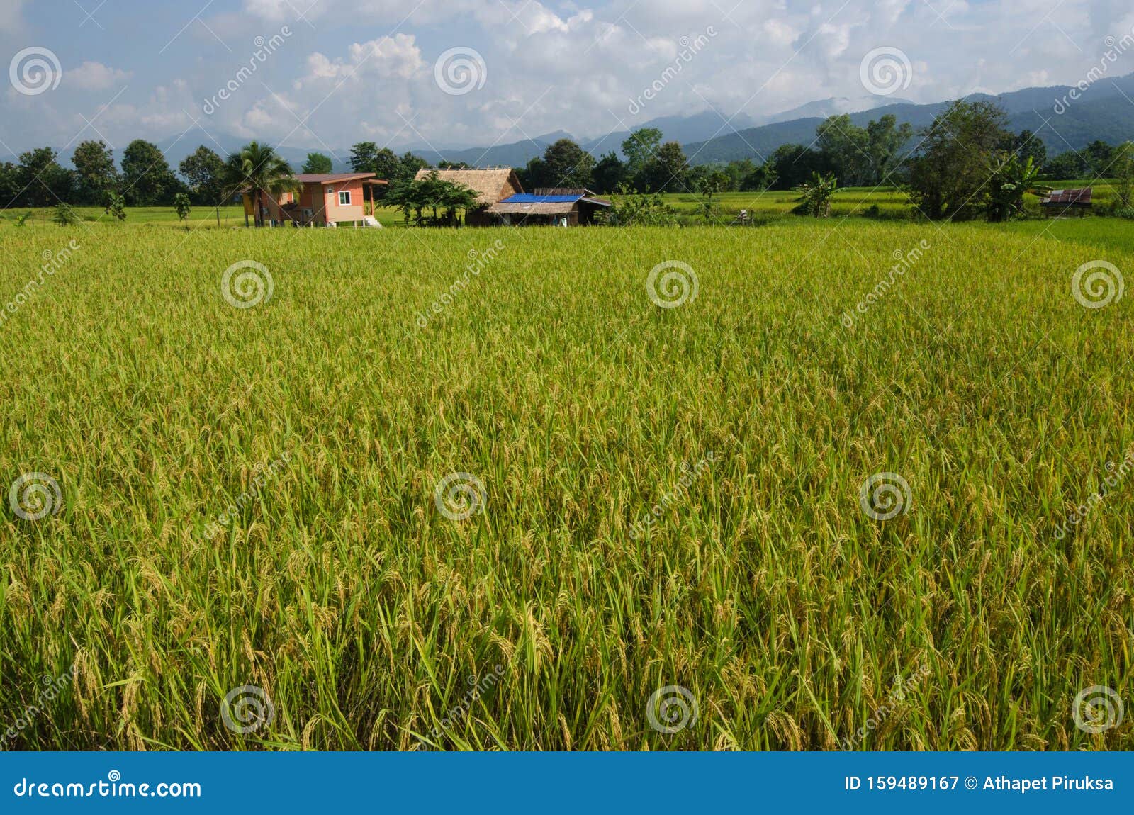 House and Hut in Green Rice Field Stock Image - Image of asia, cloud ...