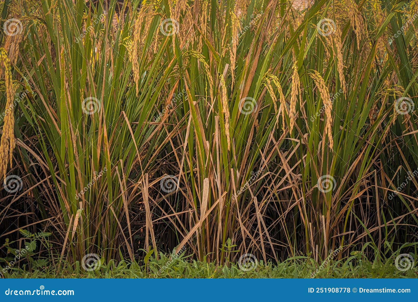 Old rice plant stock photo. Image of plant, rice, paddy - 251908778