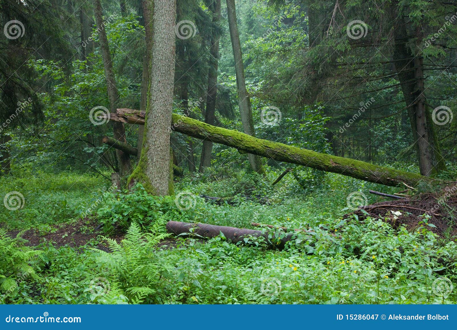 Old riparian forest stock image. Image of woods, forest - 15286047