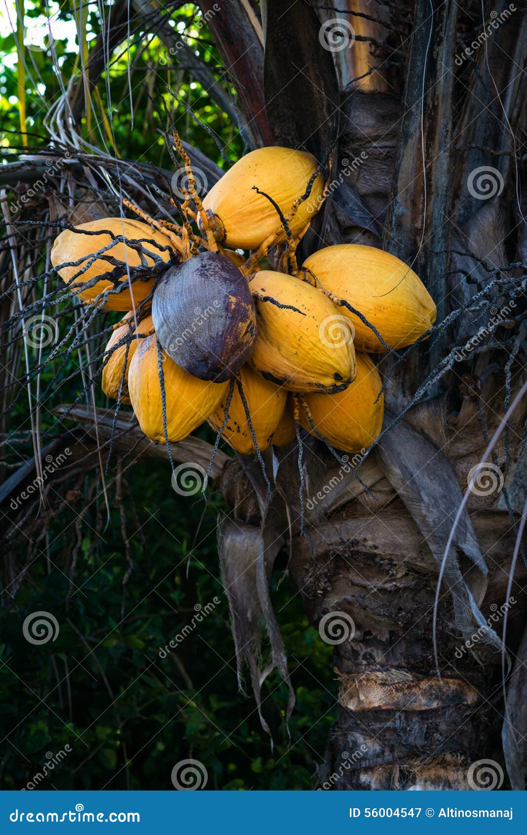 Old Ripe Coconut Tree with Yellow Bunch of Coconuts Stock Image - Image ...