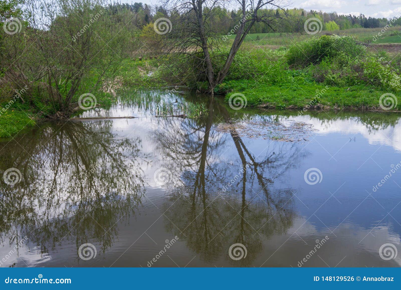 Old Riverbed with Water Overgrown with Reeds Stock Photo - Image of ...