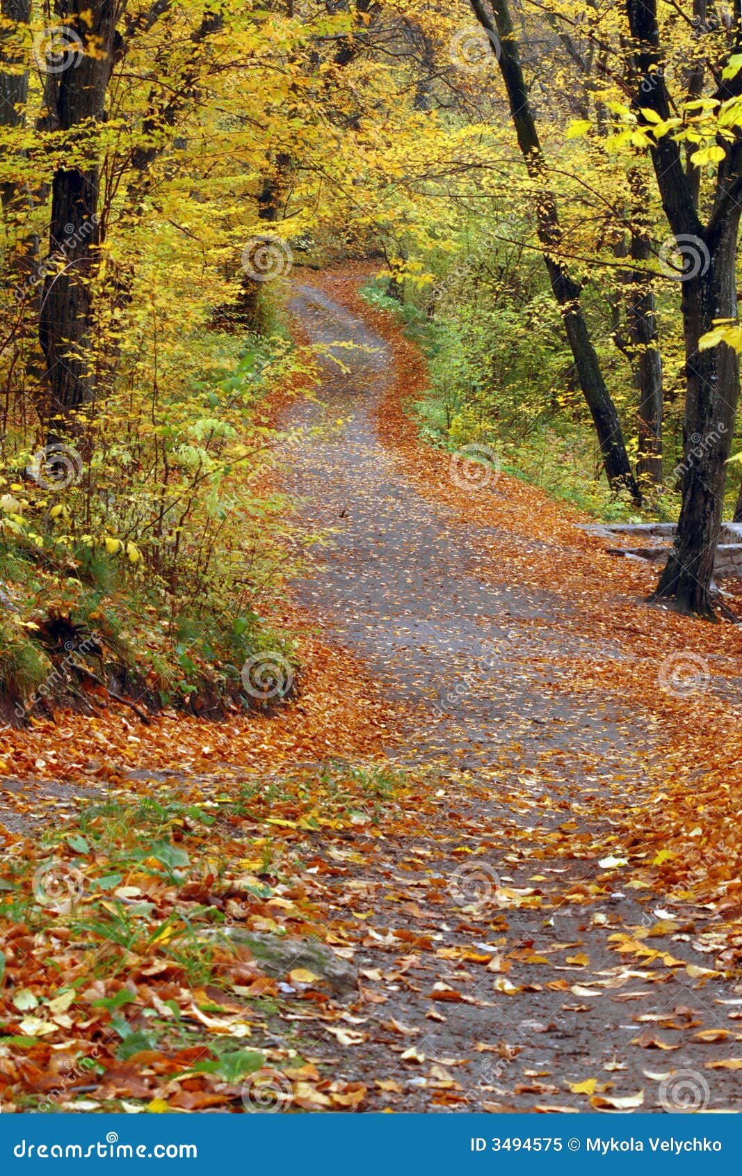 Old road stock image. Image of yellow, season, wood, green - 3494575