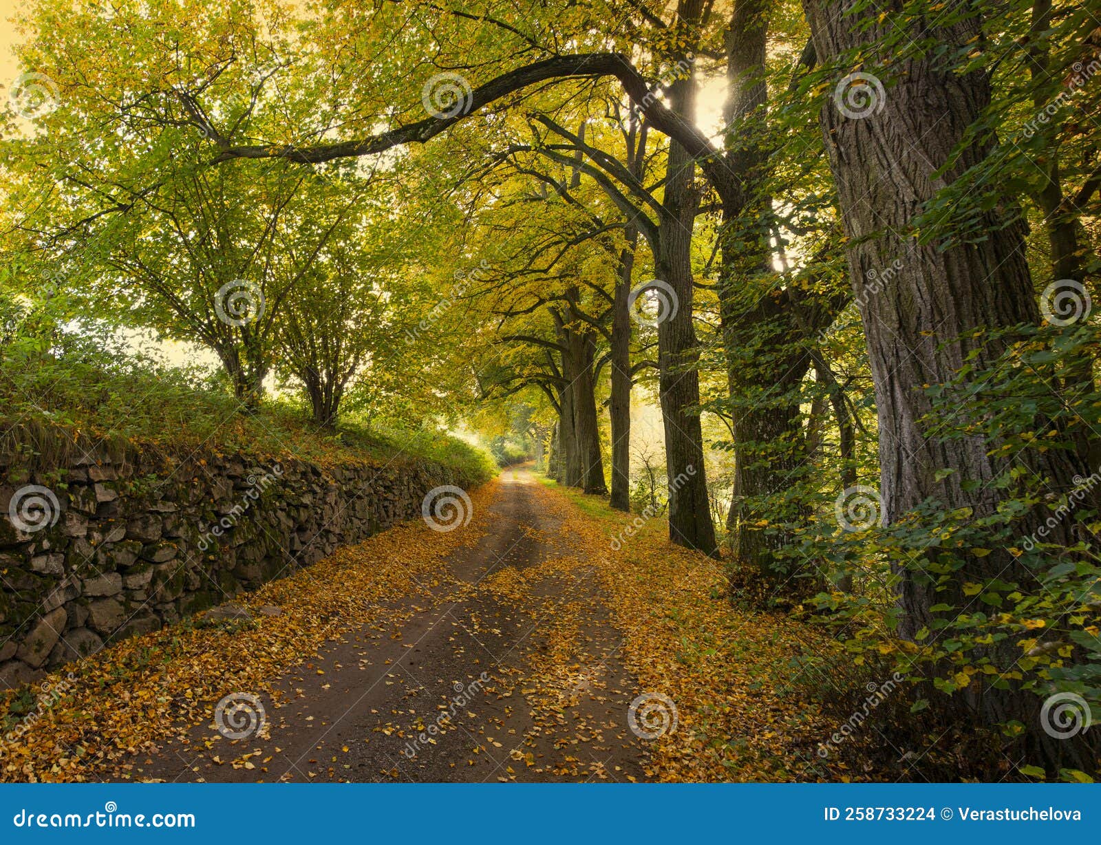 An Old Road and Big Trees with Autumnal Foliage Stock Photo - Image of ...