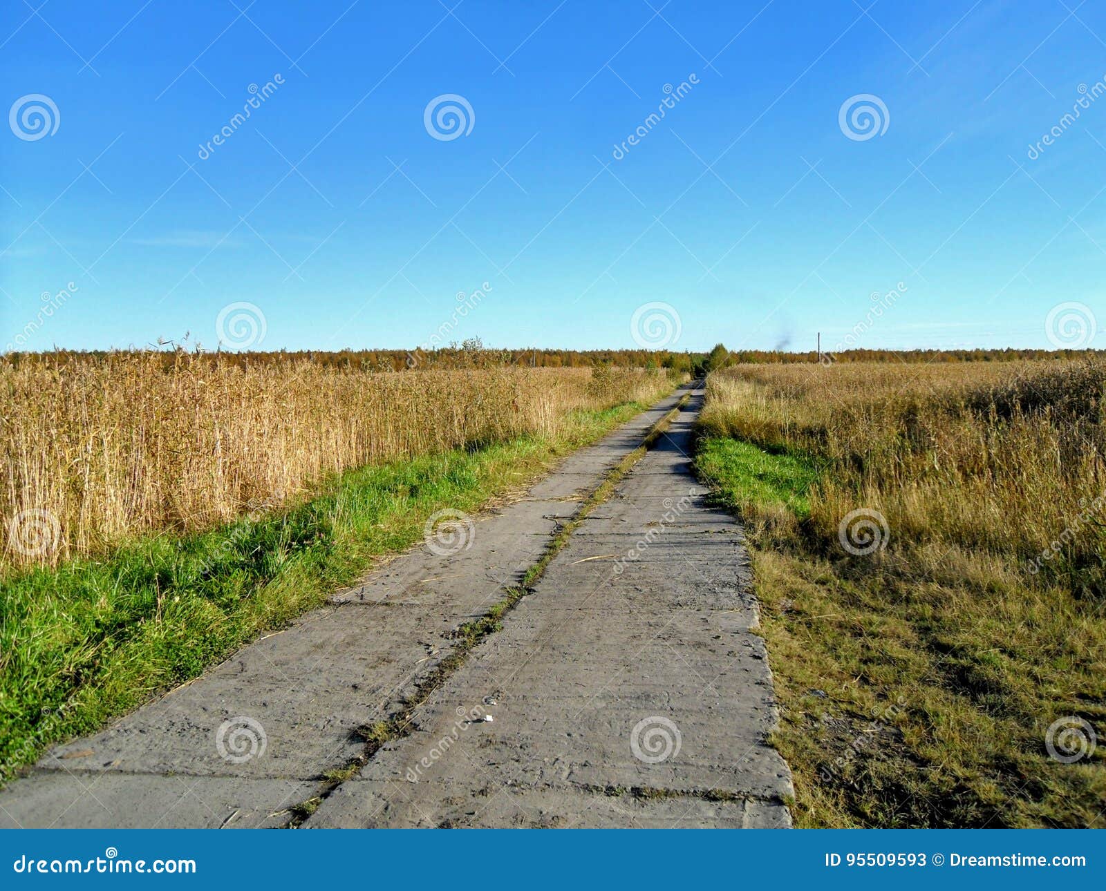 The Old Road is Overgrown with Grass Stock Image - Image of water ...
